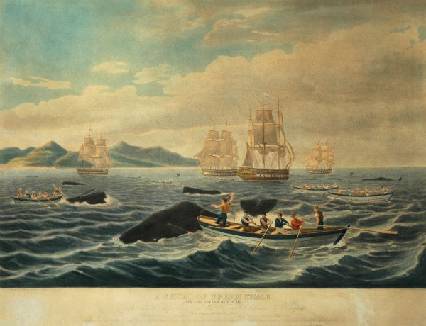 The Sinking of the 'Essex’; or, The Whale | AM